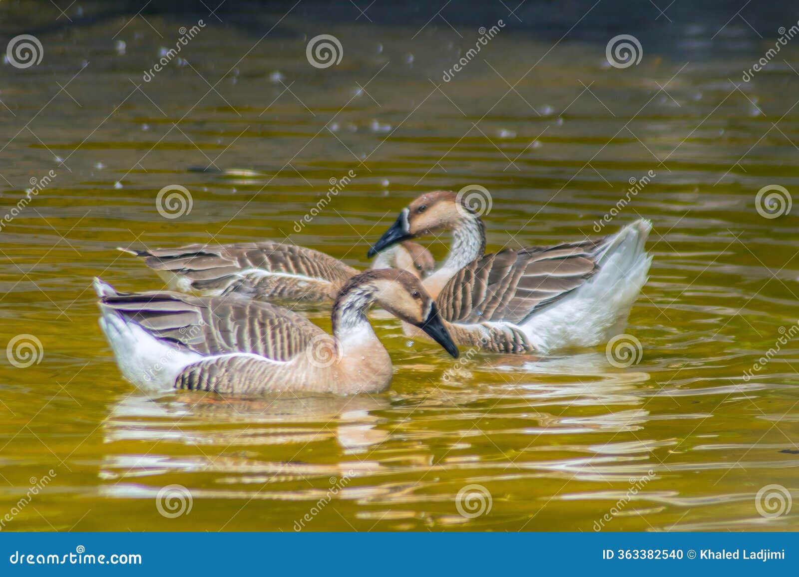 Chinese Goose Gliding through the Water Stock Photo - Image of ...