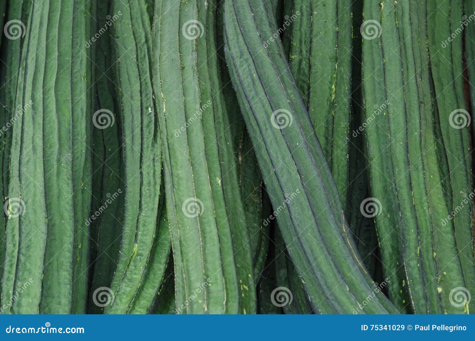 Chinese Gourd Stock Photo | CartoonDealer.com #25290618