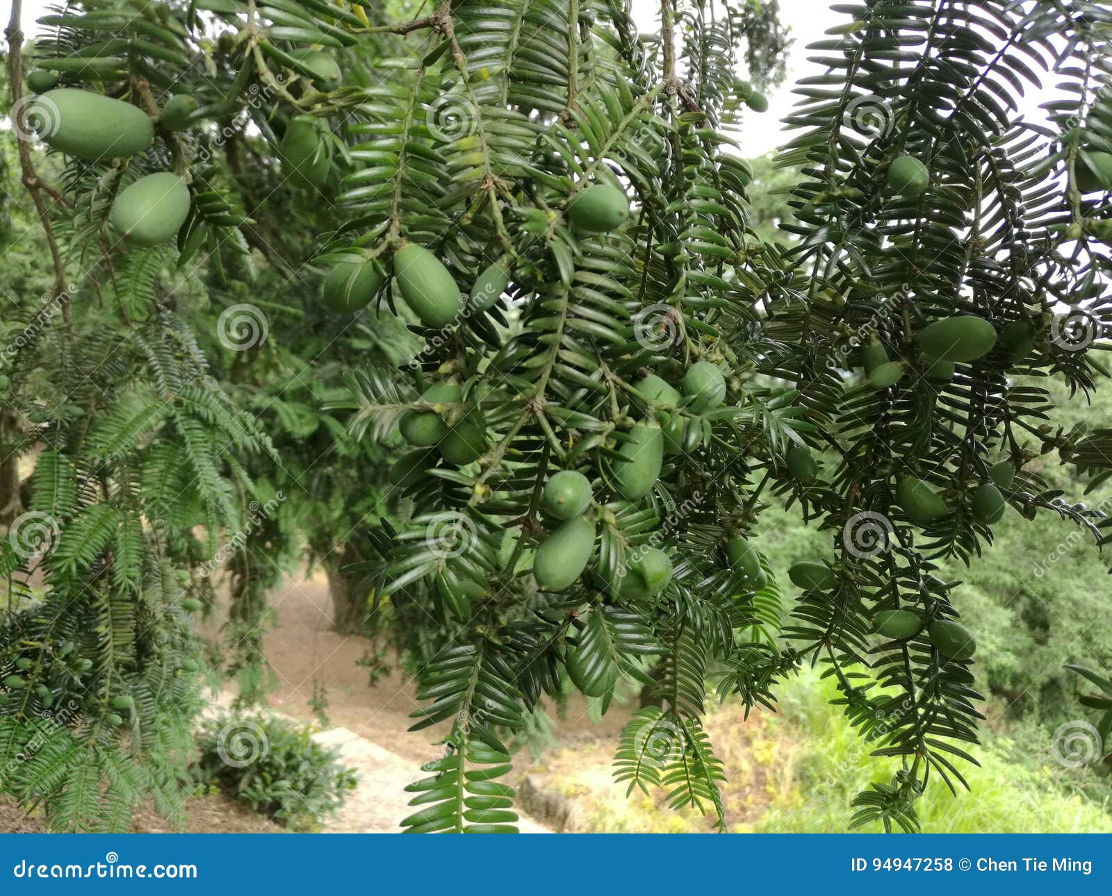 Chinese Grandis Van Torreya Torreya Stock Foto - Image of noten, schelp ...