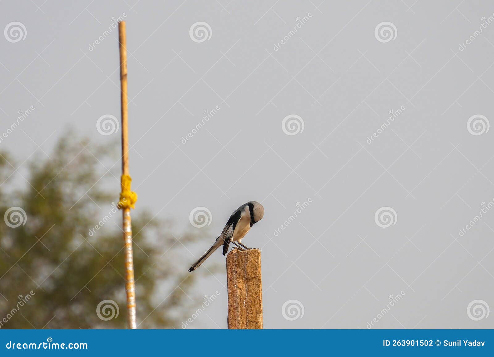 Chinese grey shrike stock photo. Image of lesser, focus - 263901502