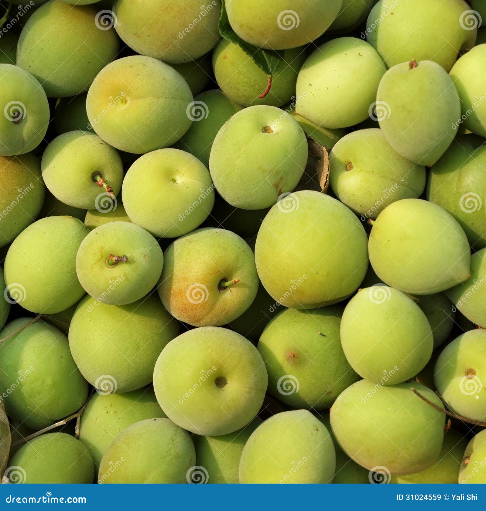 Chinese Groene Pruimen stock afbeelding. Image of onrijp - 31024559