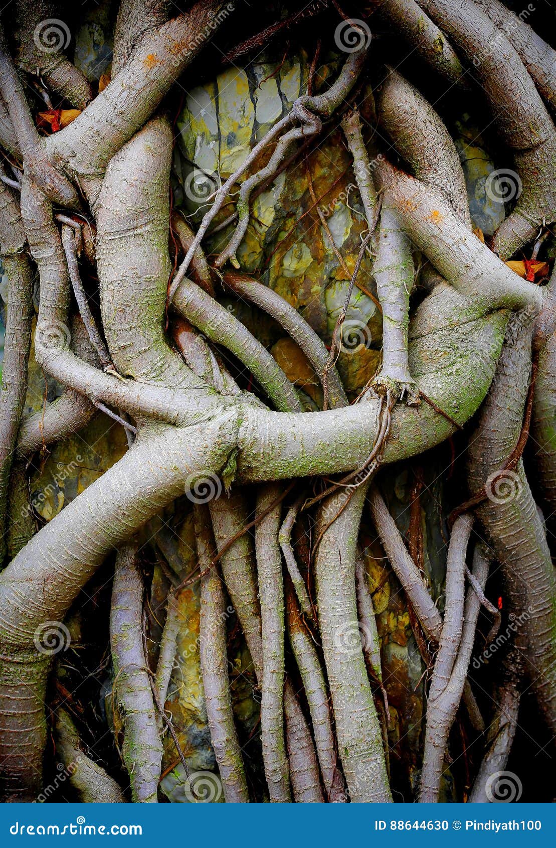 Chinese Hackberry Tree Roots Stock Photo - Image of background, root ...