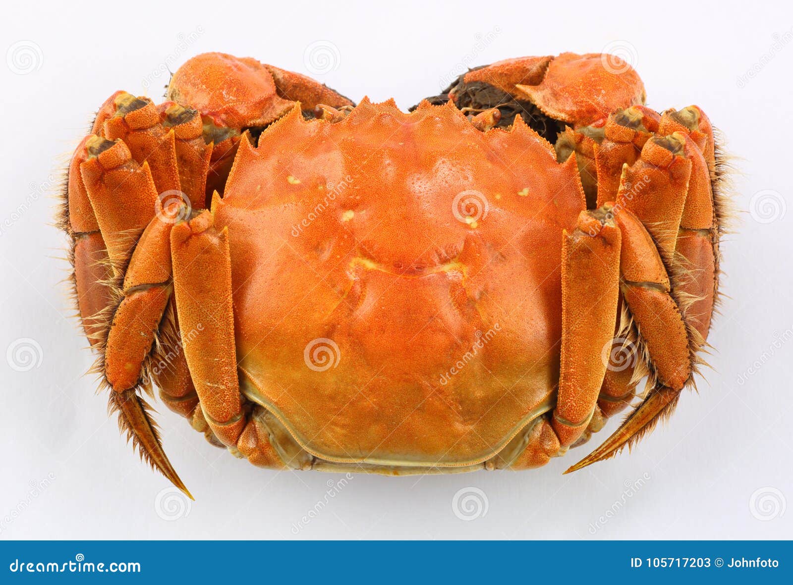 Chinese hairy crab stock image. Image of delicious, cooked - 105717203