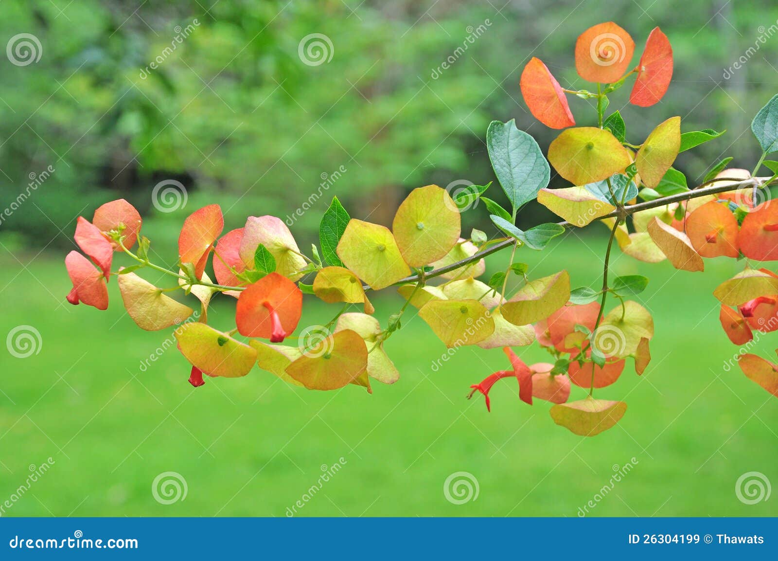 Chinese Hat Plant stock image. Image of flora, verbenaceae - 26304199