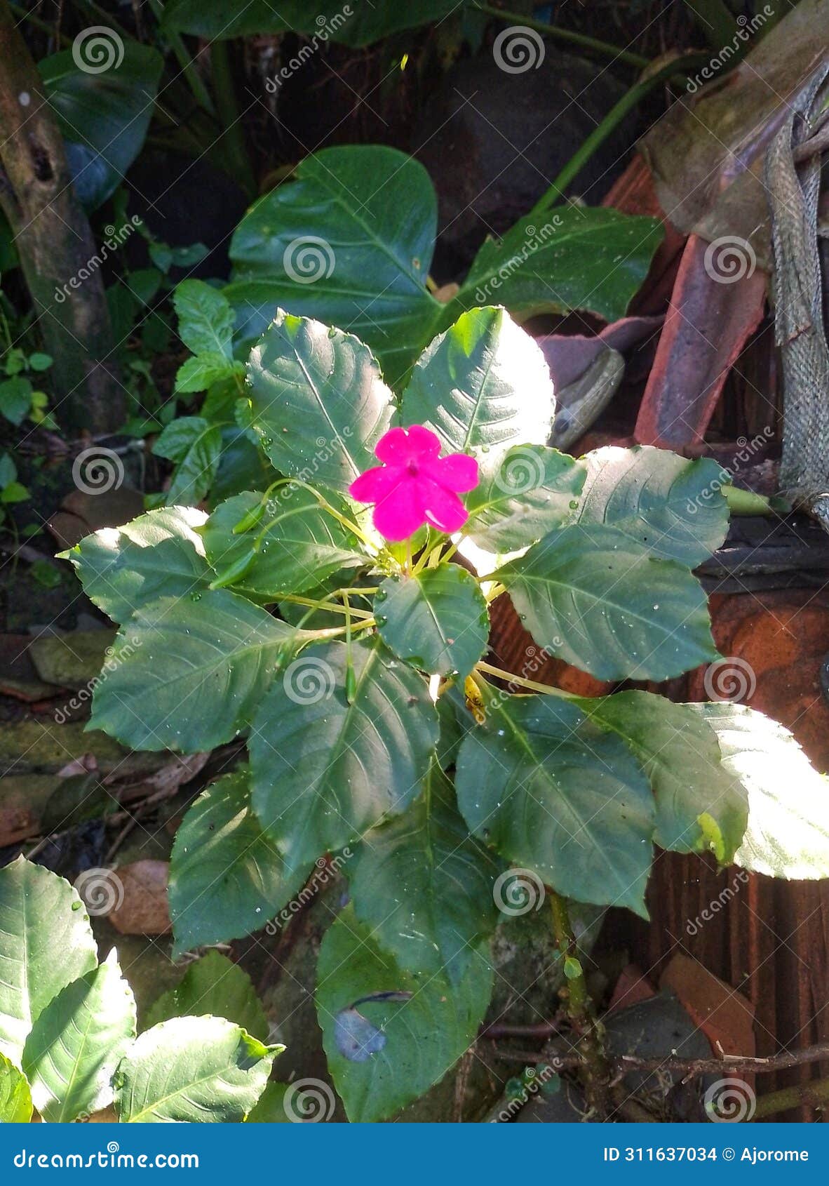 Chinese Henna Flower Ping Flower Color Stock Photo - Image of color ...