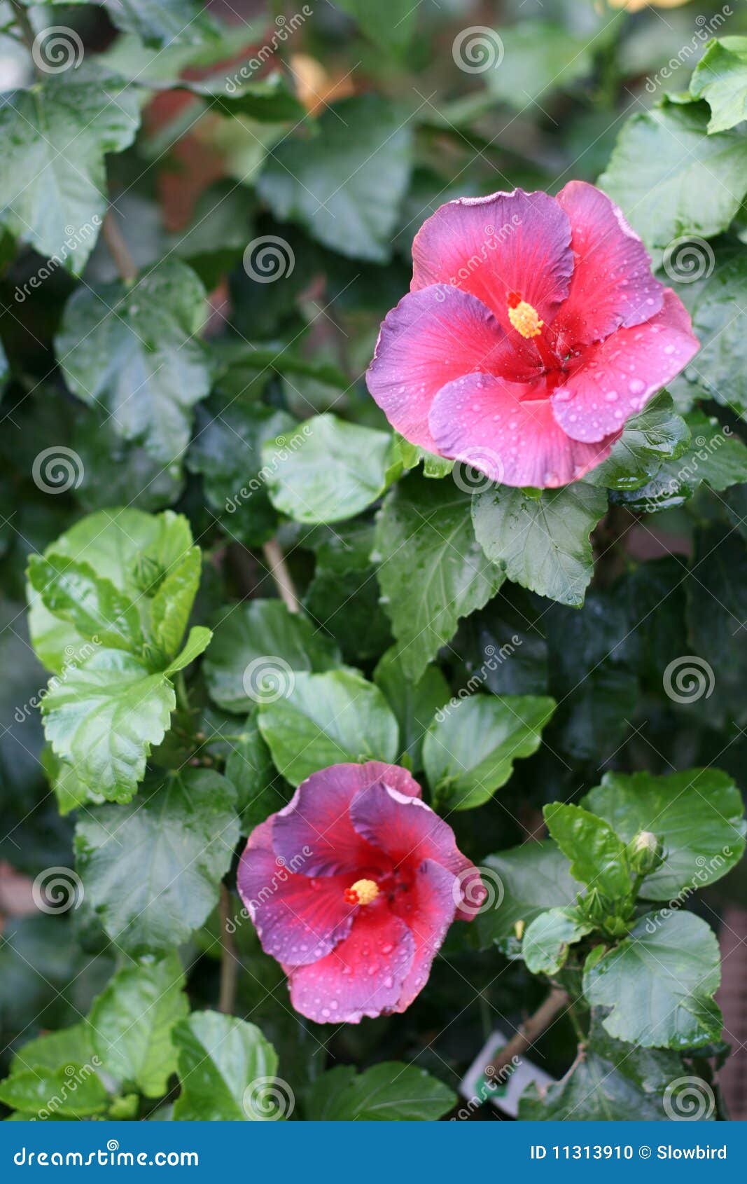 Chinese hibiscus stock photo. Image of blossom, decorative - 11313910