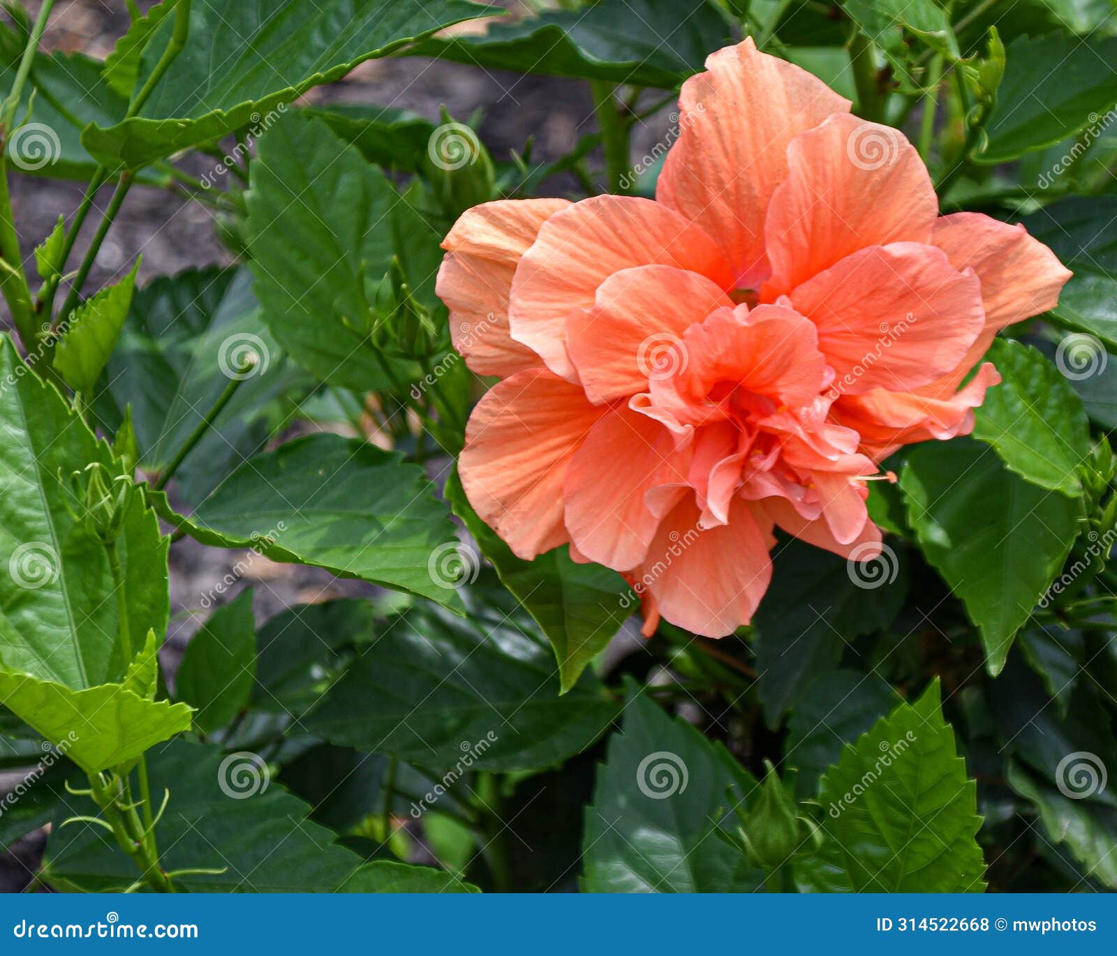 Close Up Photo of Orange Chinese Hibiscus Stock Photo - Image of leaf ...