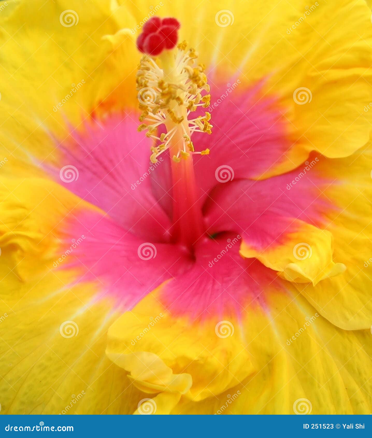Chinese Hibiscus Flower stock image. Image of pollen, beauty - 251523