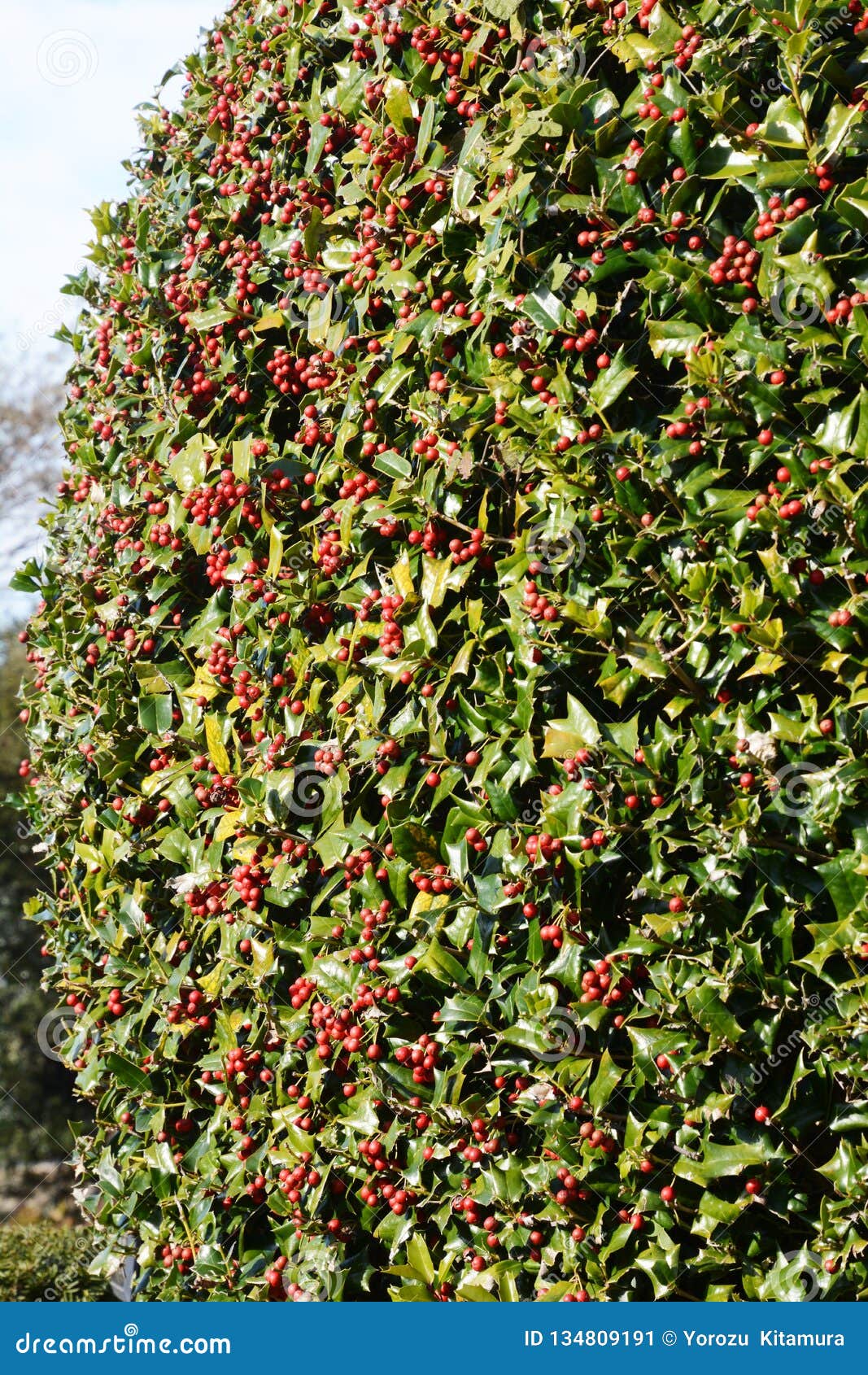 Chinese Holly Ilex Cornuta O.Spring Variegated Leaves Stock Photography ...