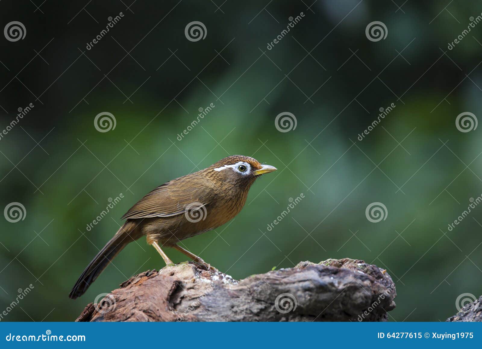 Chinese Hwamei stock image. Image of hwamei, reservation - 64277615