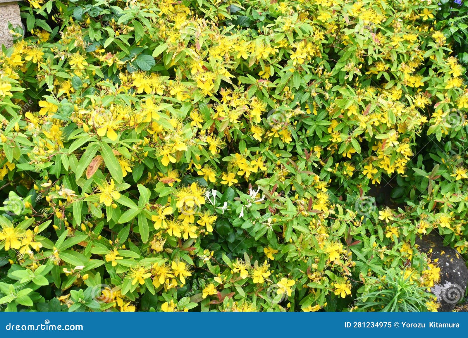 Chinese Hypericum ( Hypericum Monogynum ) Flowers. Stock Image - Image ...
