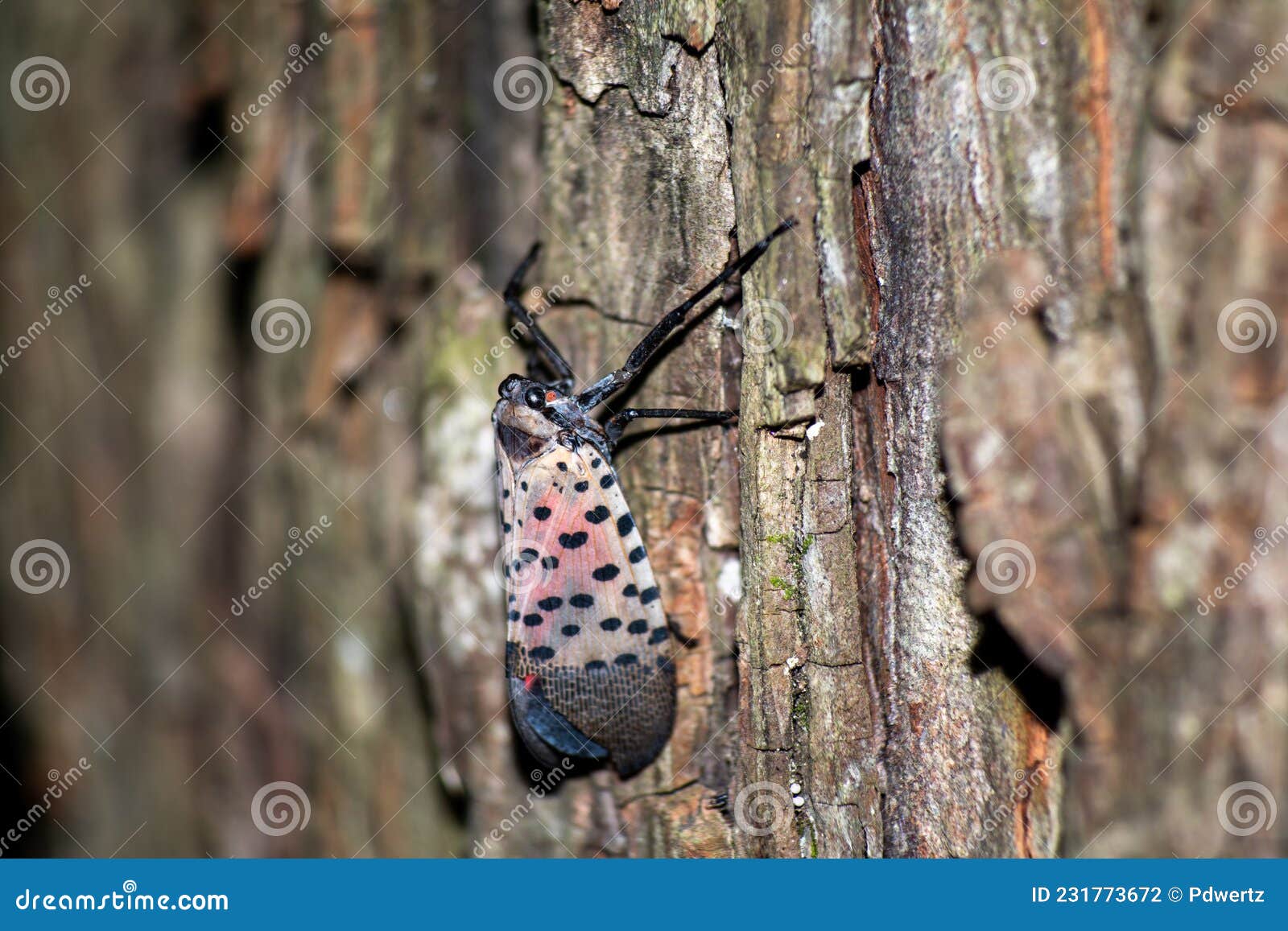 Chinese Invasive Spotted Lanternfly on a Tree Stock Photo - Image of ...