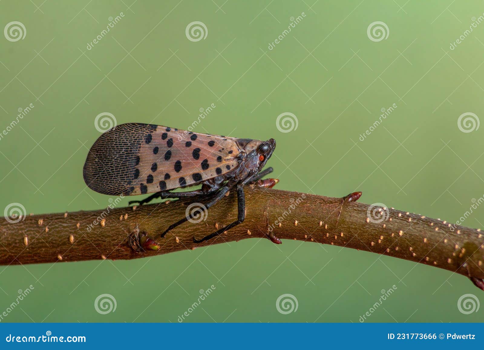Chinese Invasive Spotted Lanternfly On A Twig Stock Photography ...