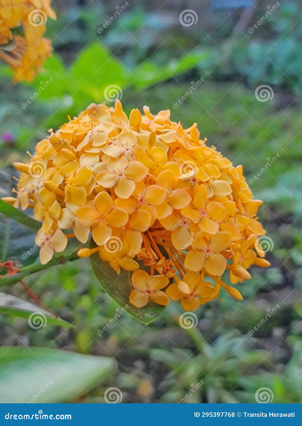 Chinese Ixora Also Known As Bunga Asoka in Indonesia Stock Photo ...