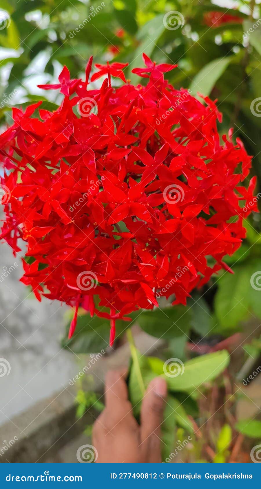 Chinese Ixora Flowers Plant India Stock Photo - Image of redflower ...
