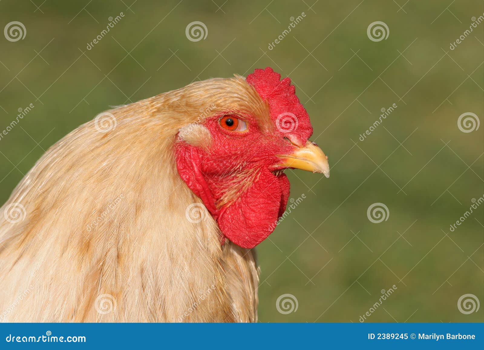 Chinese Jonge haan Brahma stock afbeelding. Image of braadstuk - 2389245