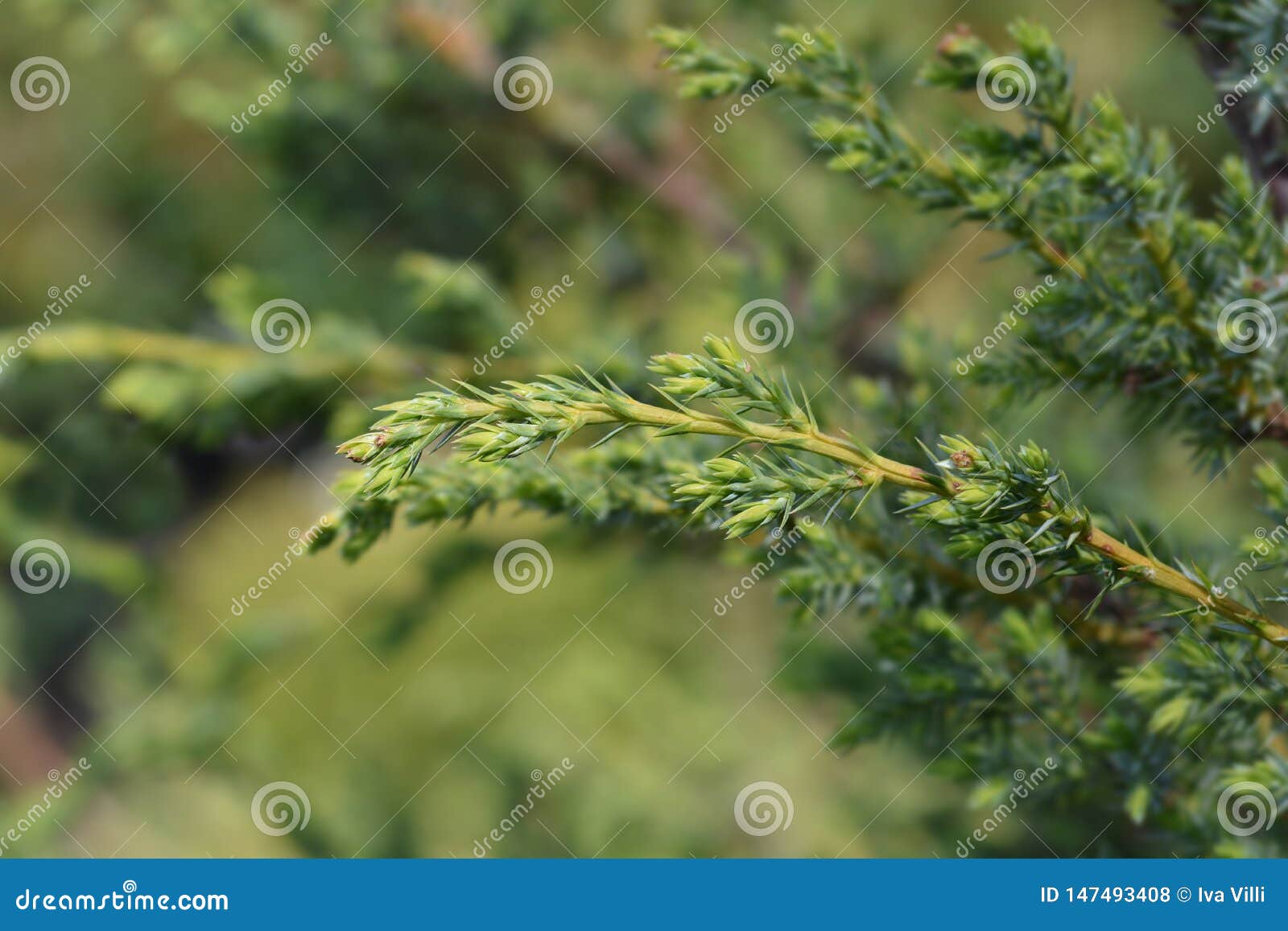 Chinese juniper Blue Alps stock photo. Image of shrub - 147493408