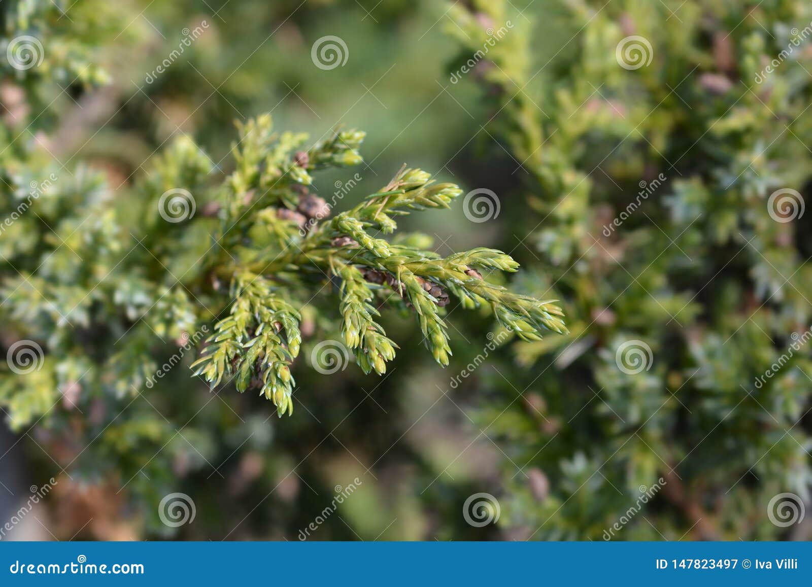 Chinese juniper Blue Alps stock image. Image of alps - 147823497