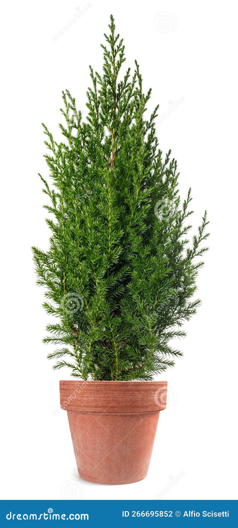Chinese Juniper Plant in Vase Stock Photo - Image of leaves ...