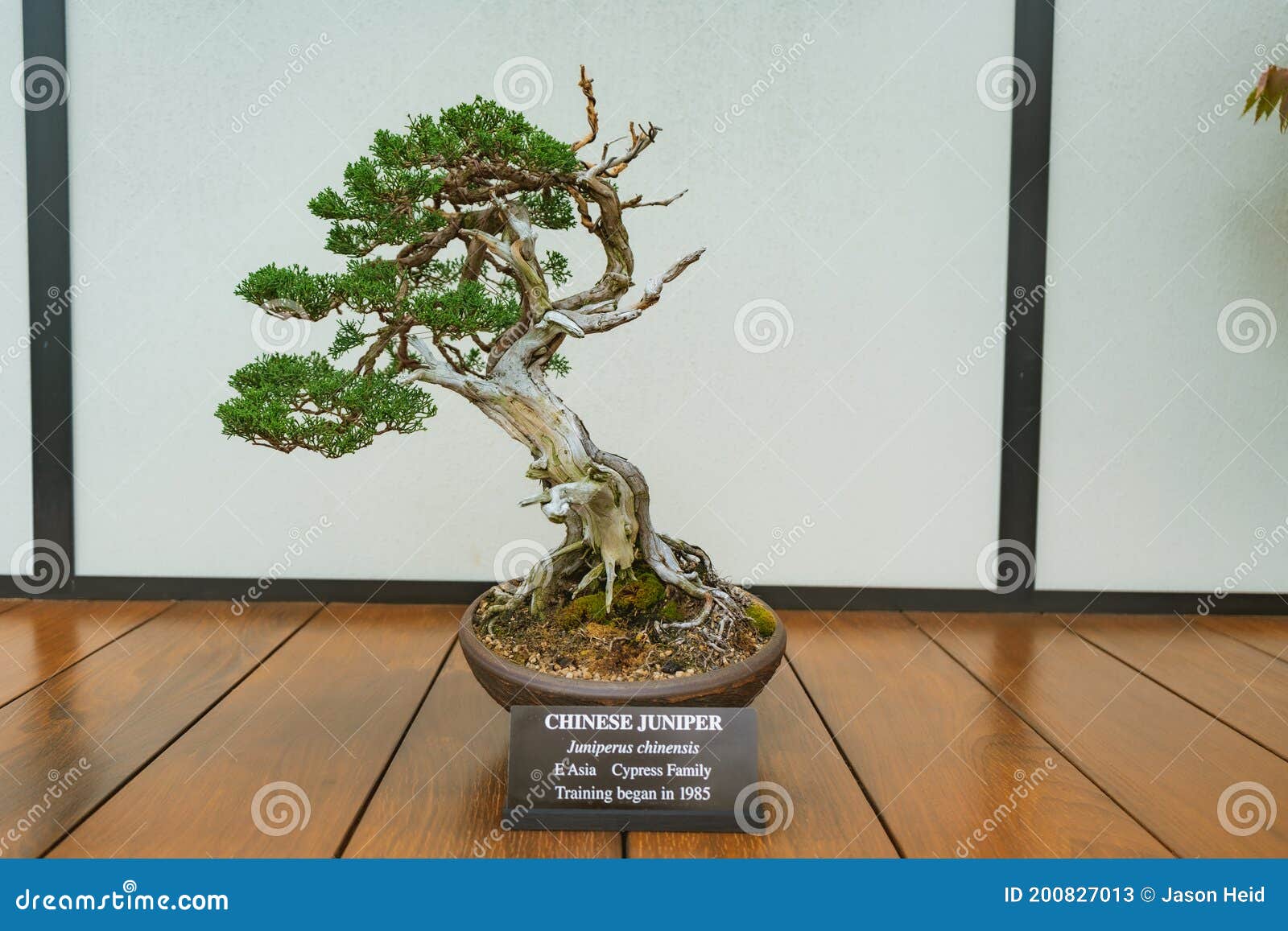 Chinese Juniper tree stock image. Image of asian, juniper - 200827013