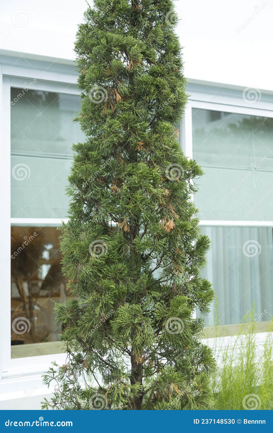 Chinese Juniper in Home Garden. Stock Photo - Image of coniferous ...
