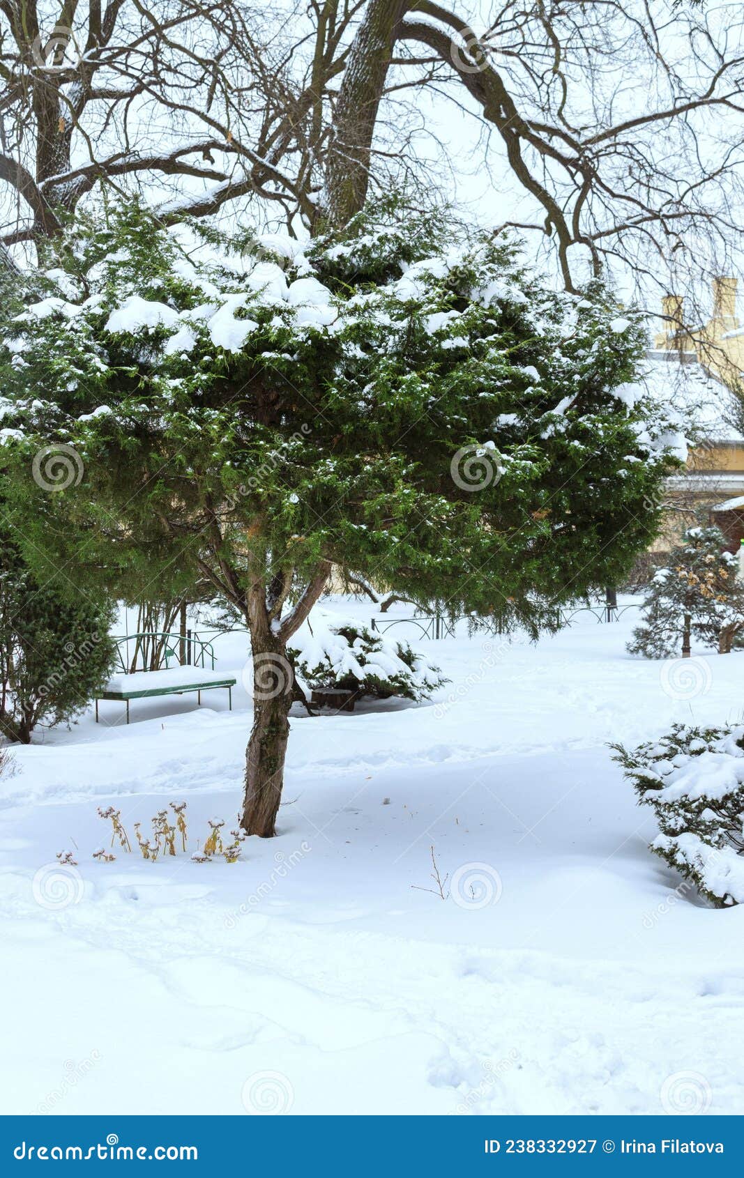 Chinese Juniper in the Winter Garden. Tree Stock Image - Image of tall ...