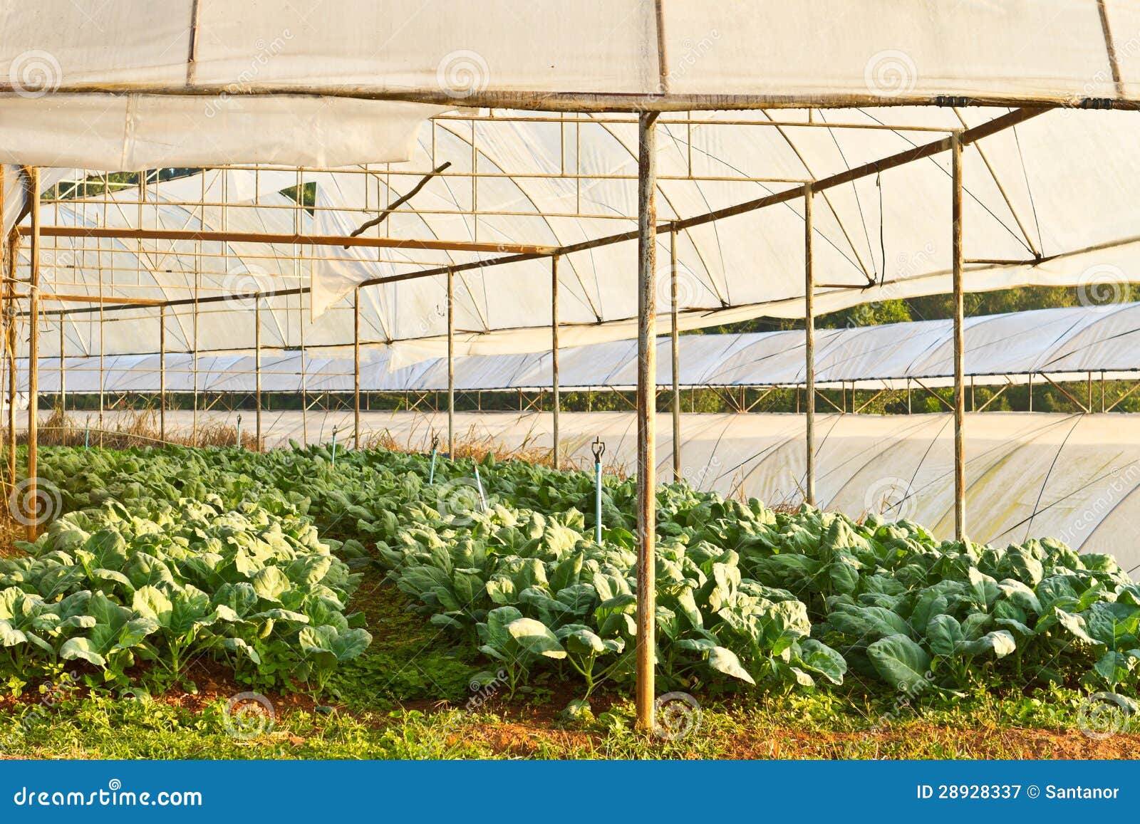 Chinese kale farm stock image. Image of field, health - 28928337