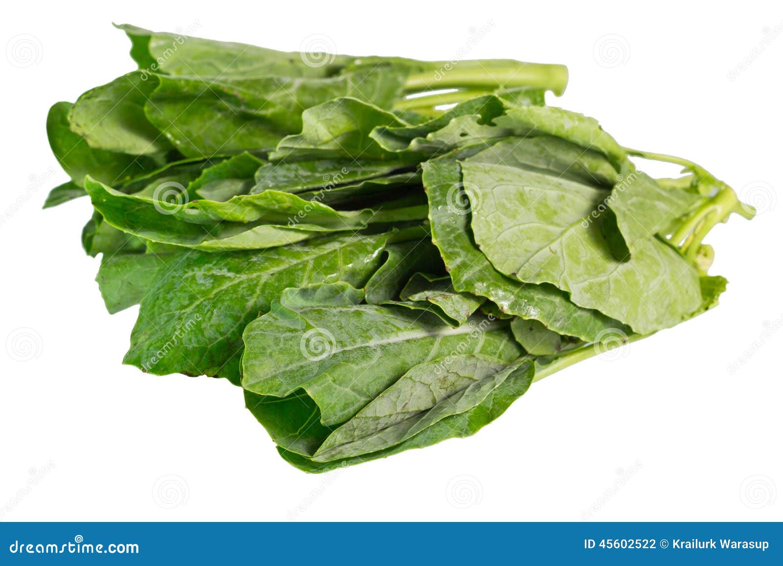 Chinese Kale stock photo. Image of kale, chinese, isolated - 45602522