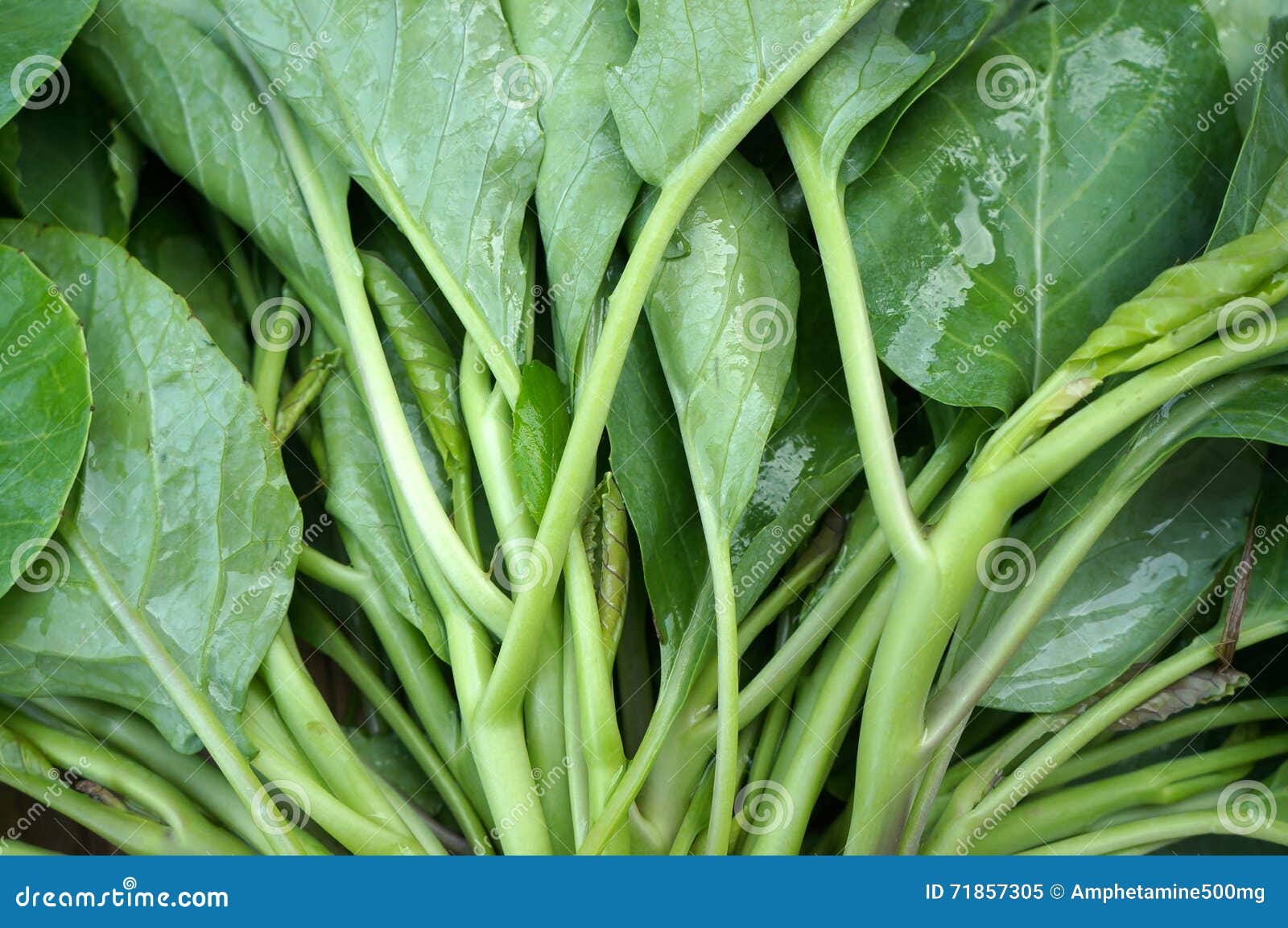 Chinese kale stock image. Image of diet, salad, stack - 71857305