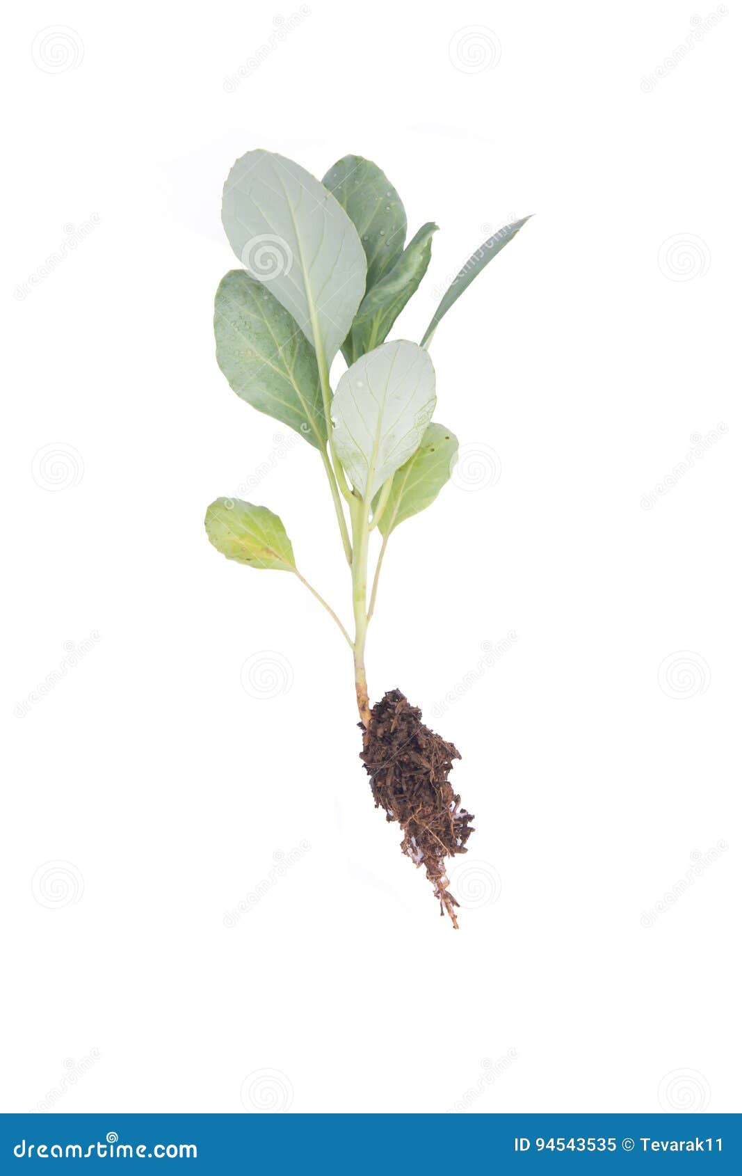 Chinese Kale and Root Isolated on White Stock Image - Image of lettuce ...