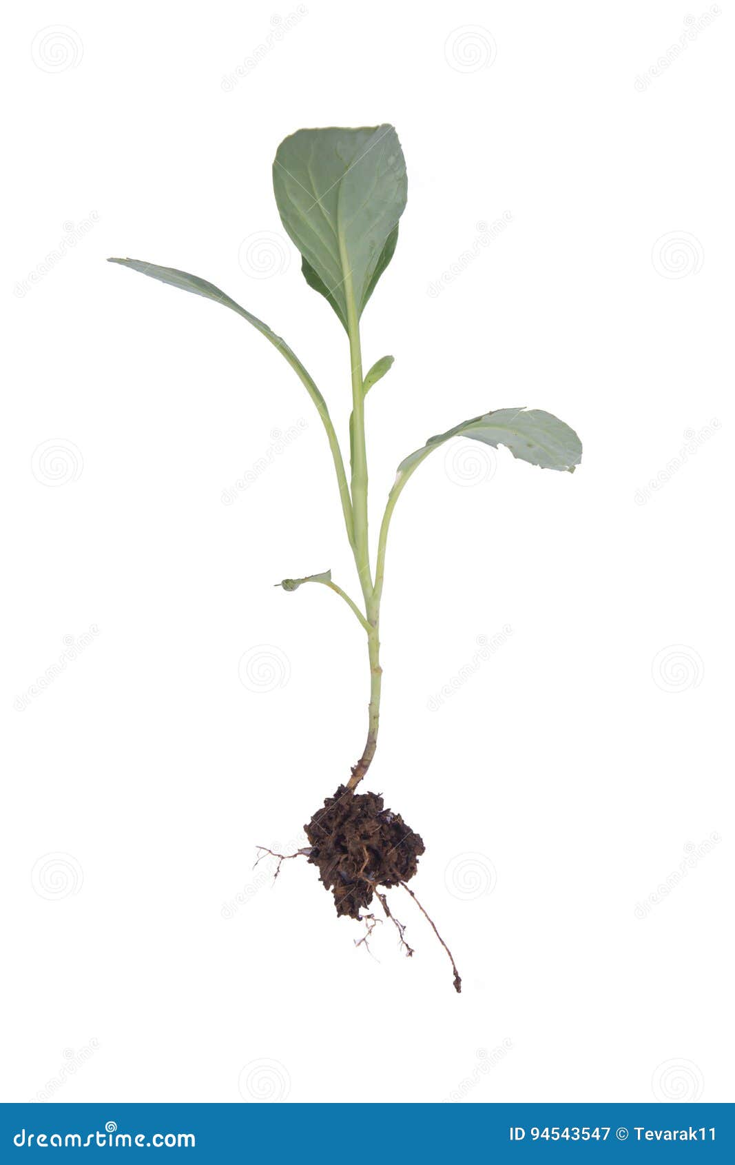 Chinese Kale and Root Isolated on White Stock Image - Image of ...