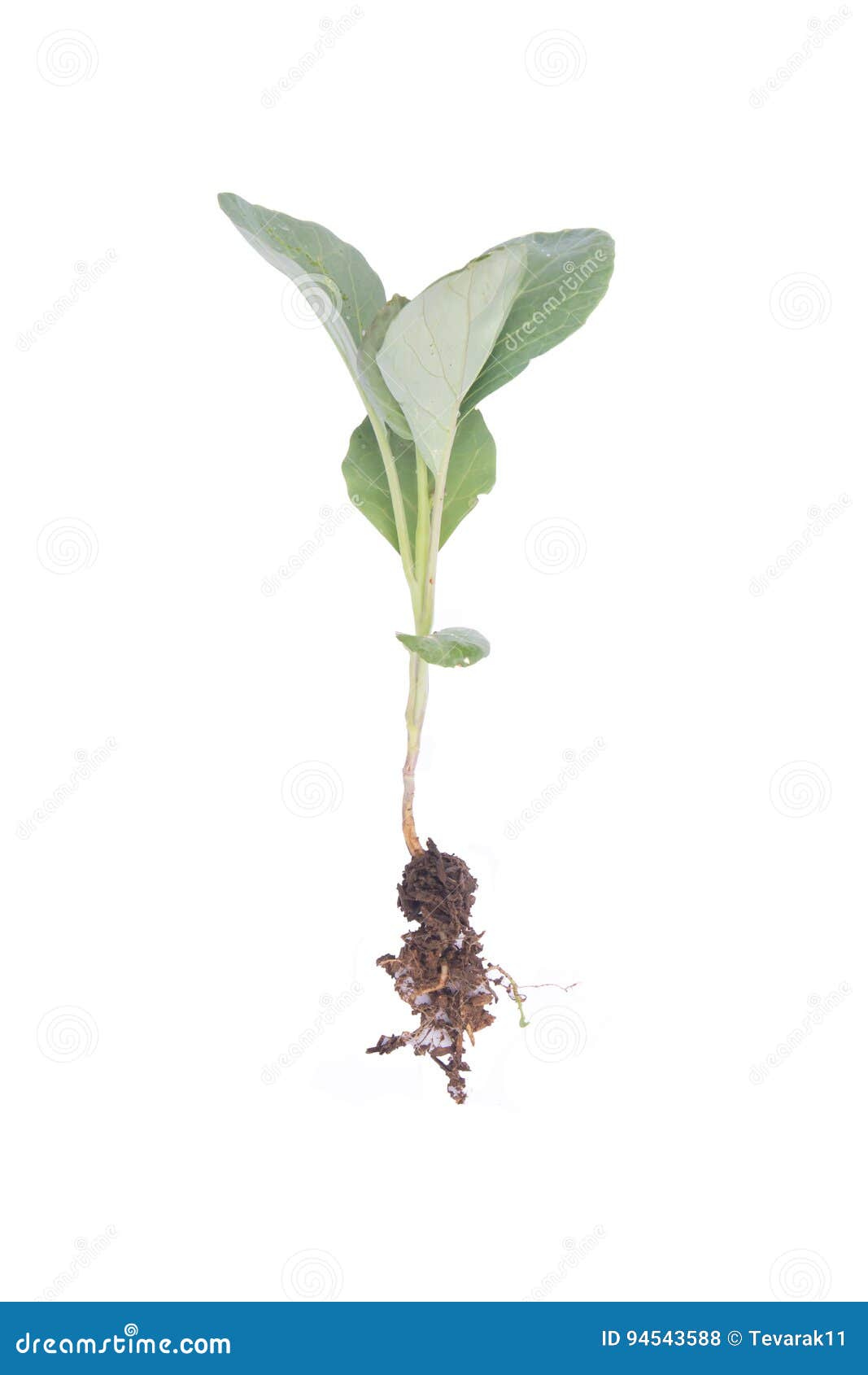 Chinese Kale and Root Isolated on White Stock Photo - Image of green ...