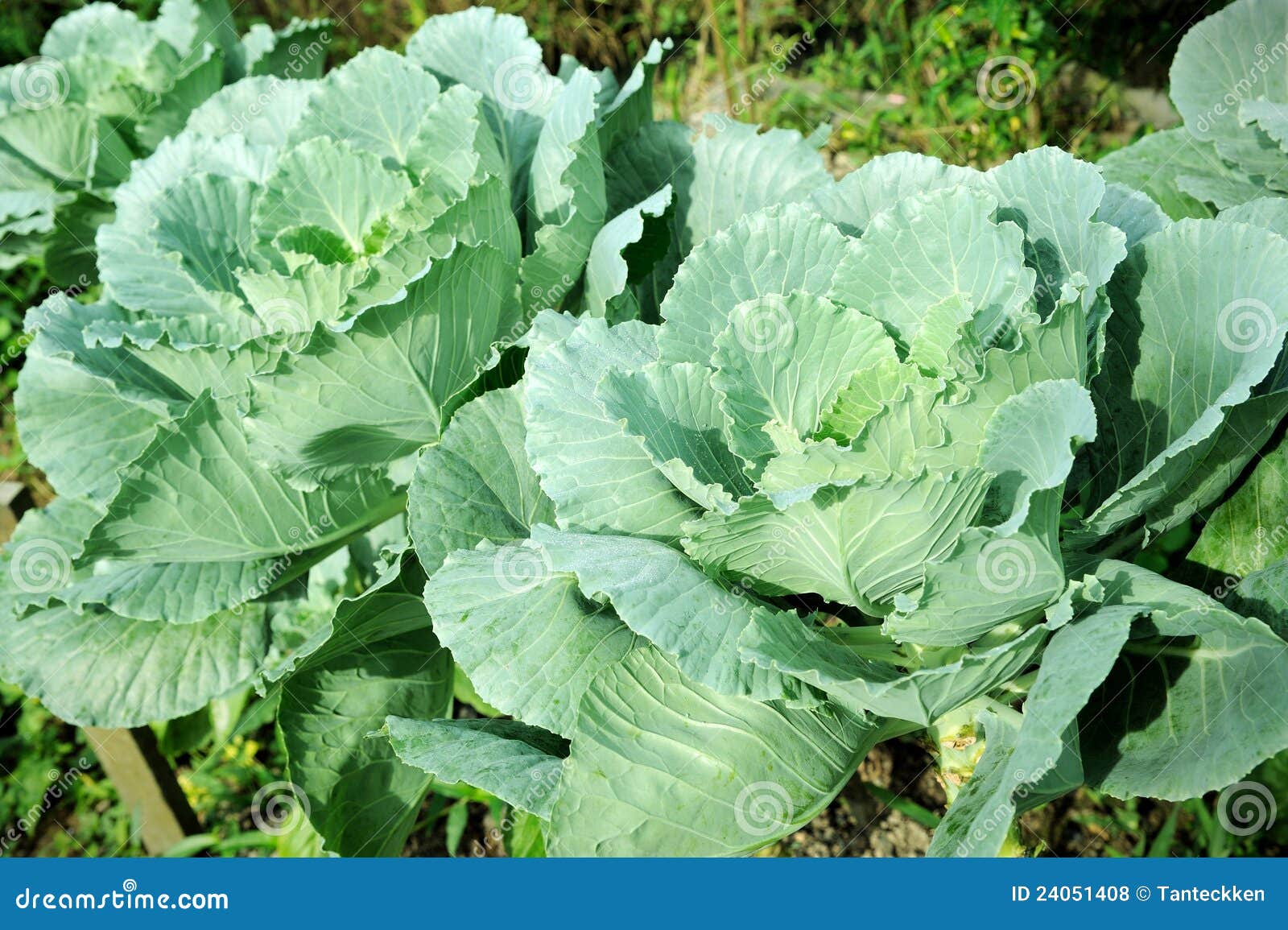 Chinese kale vegetable stock photo. Image of kitchen - 24051408