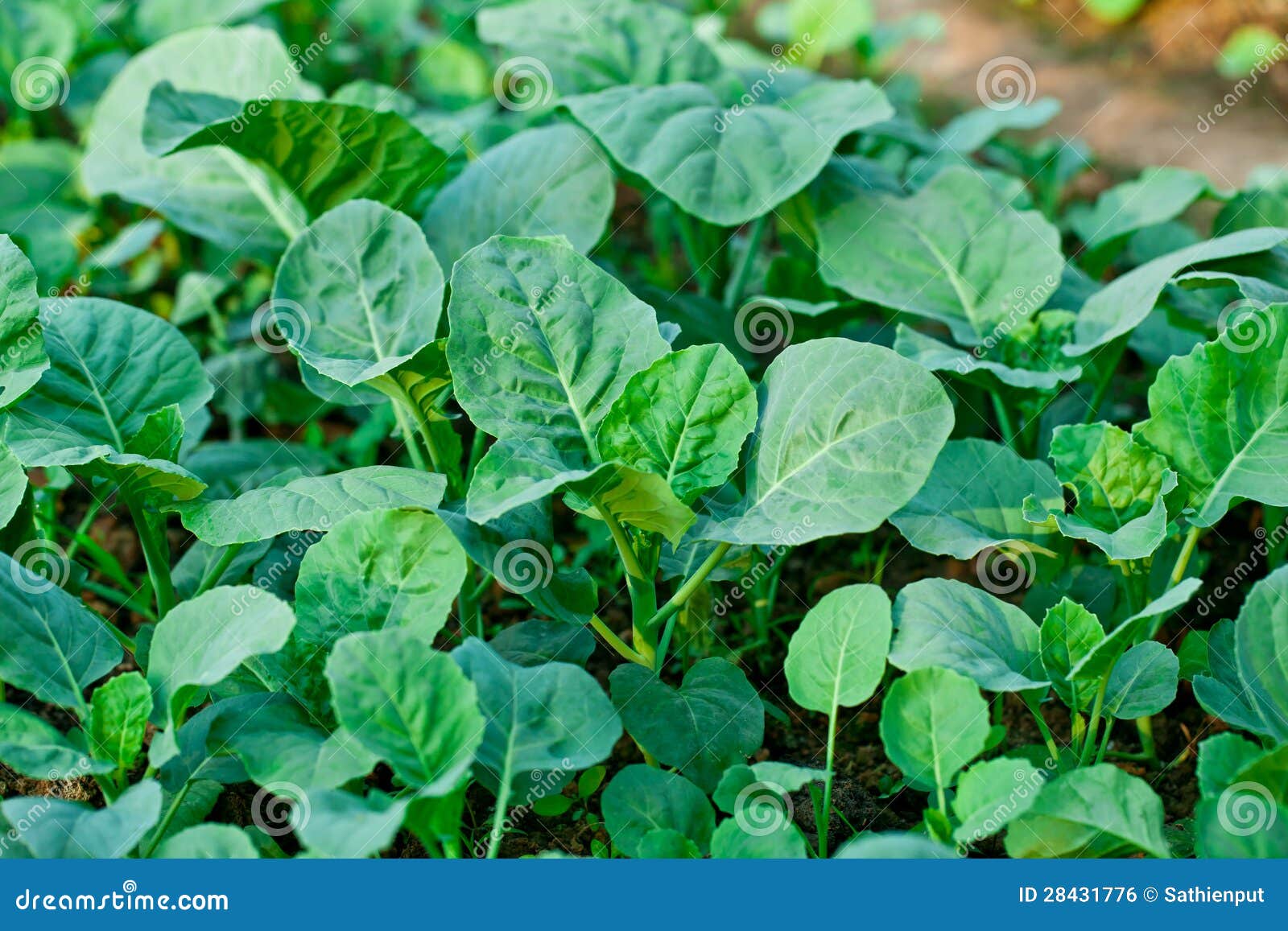 Chinese Kale Vegetable in Garden Stock Photo - Image of garden, cook ...
