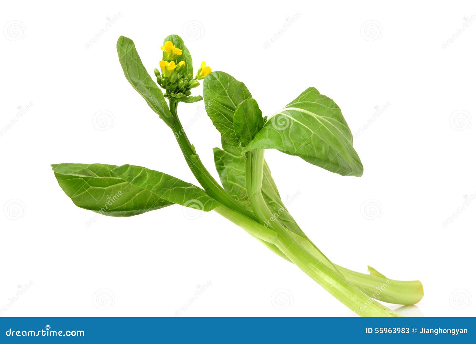Chinese Kale Stock Photography | CartoonDealer.com #45602522