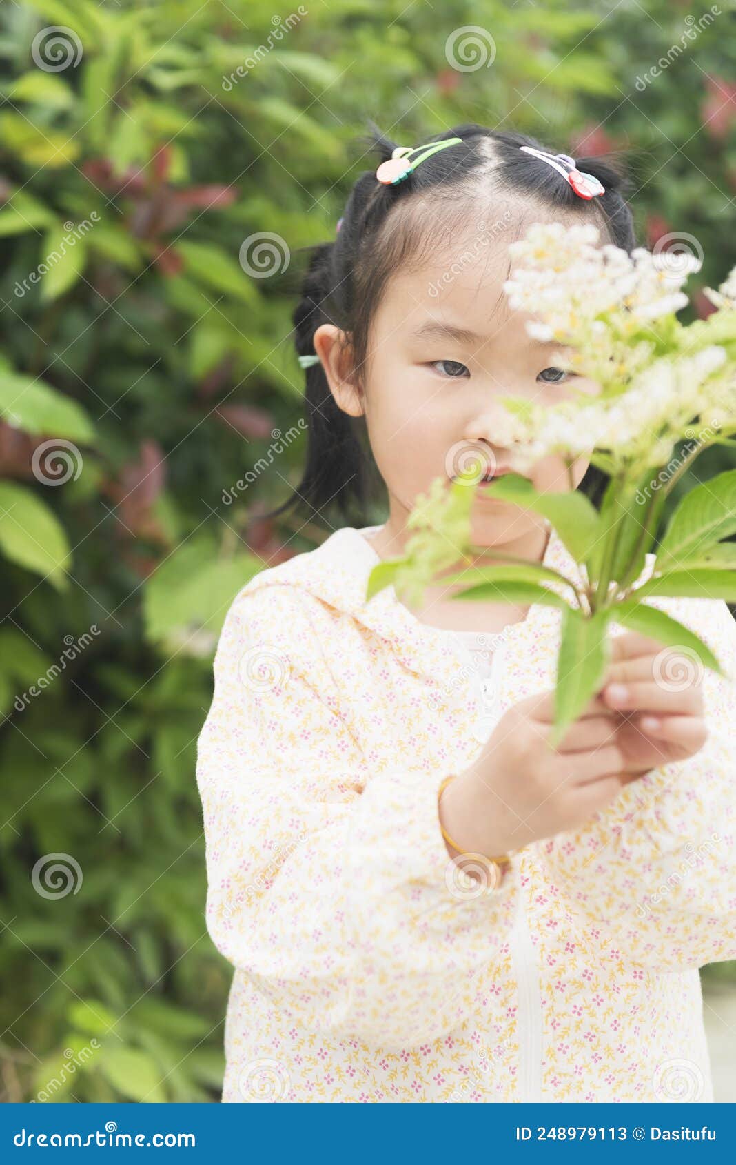 Chinese Kid Explore White Flowers on Branches Stock Image - Image of ...