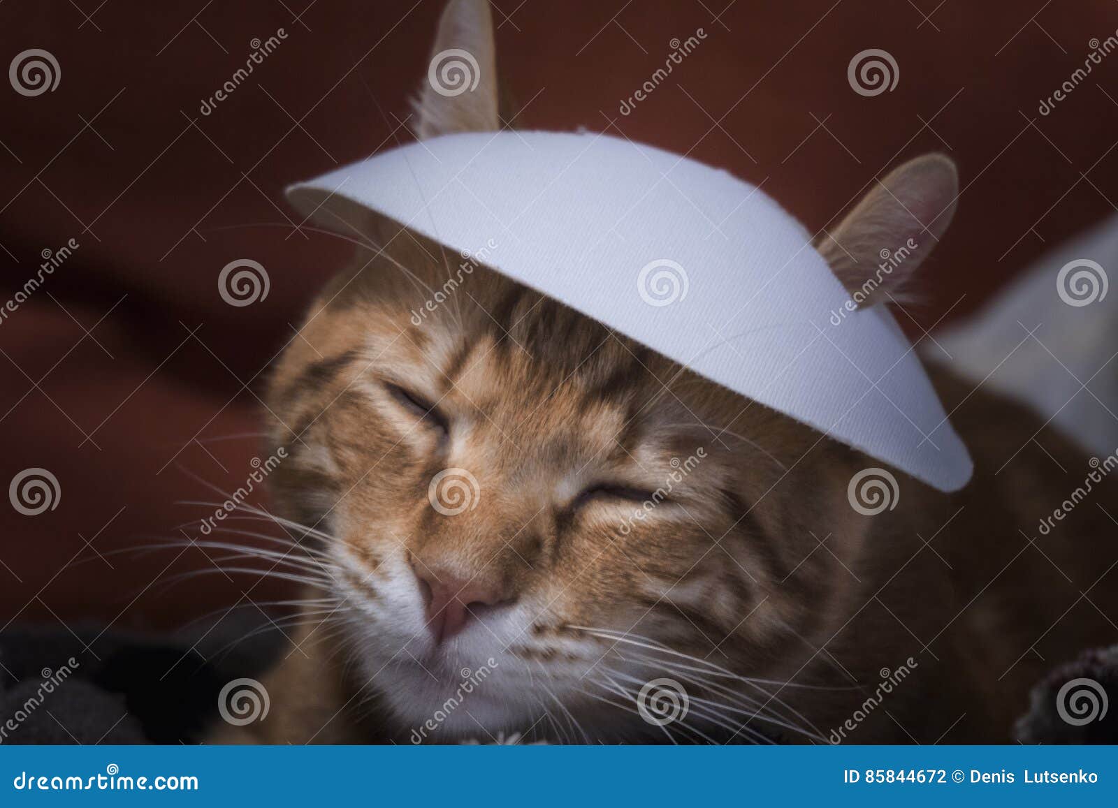 Chinese kitten stock photo. Image of chinese, pets, animals - 85844672