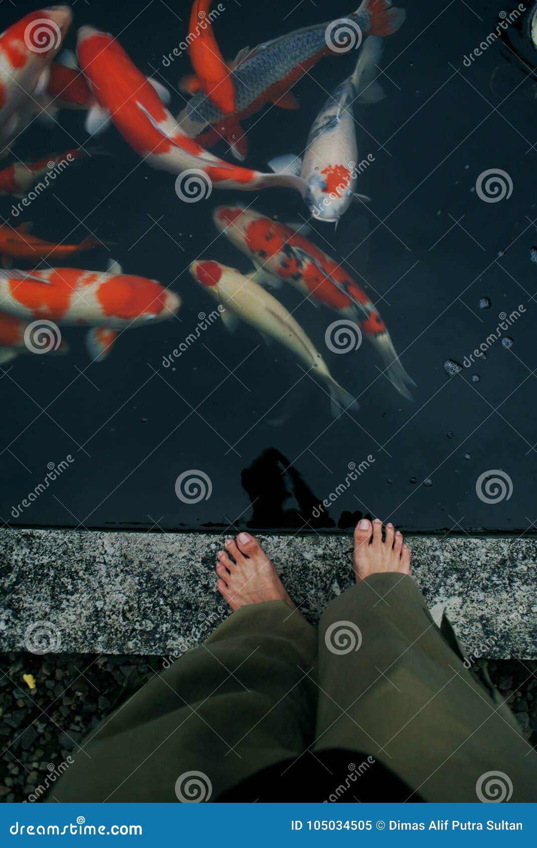 Playing with Koi Fish stock image. Image of park, peaceful - 105034505