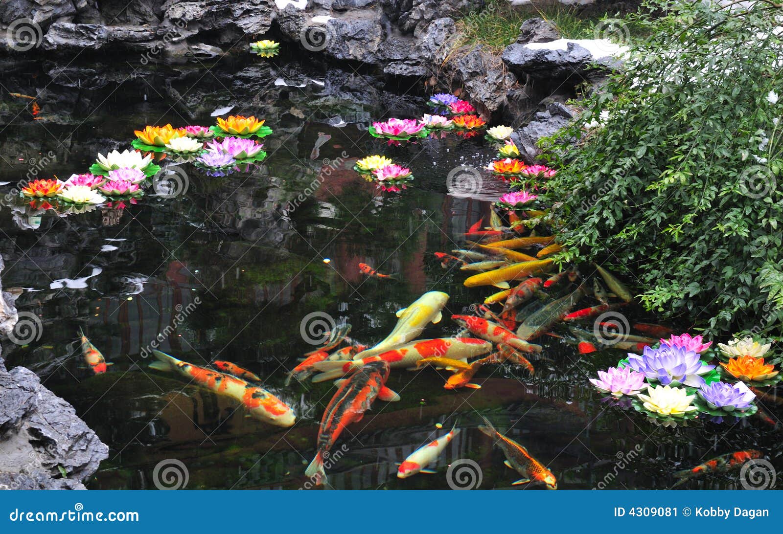 Chinese Koi pond stock image. Image of swimming, japan - 4309081