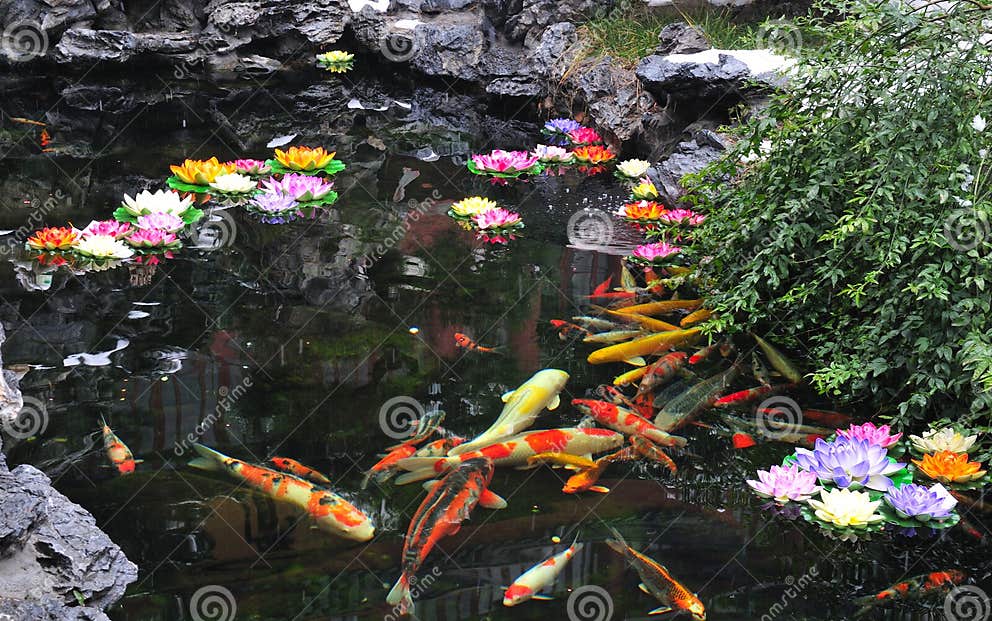 Chinese Koi pond stock image. Image of japan, carassius - 4309081