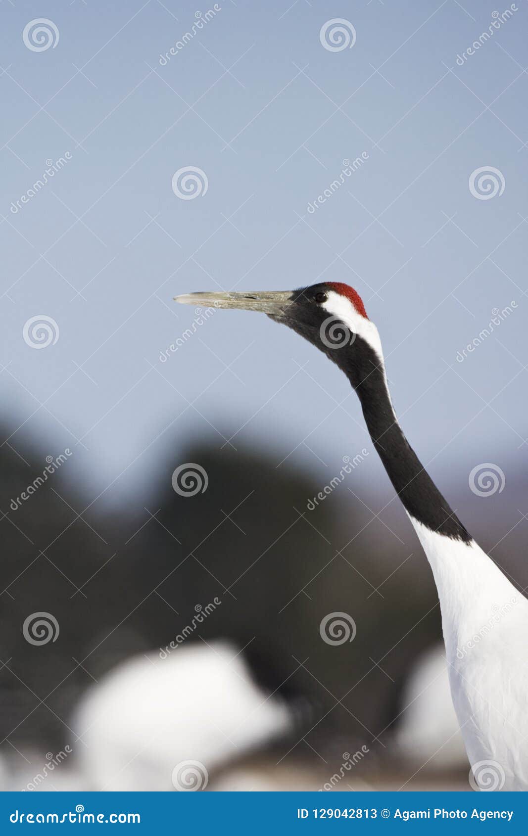 Chinese Kraanvogel; Red-crowned Crane Stock Image - Image of japan ...