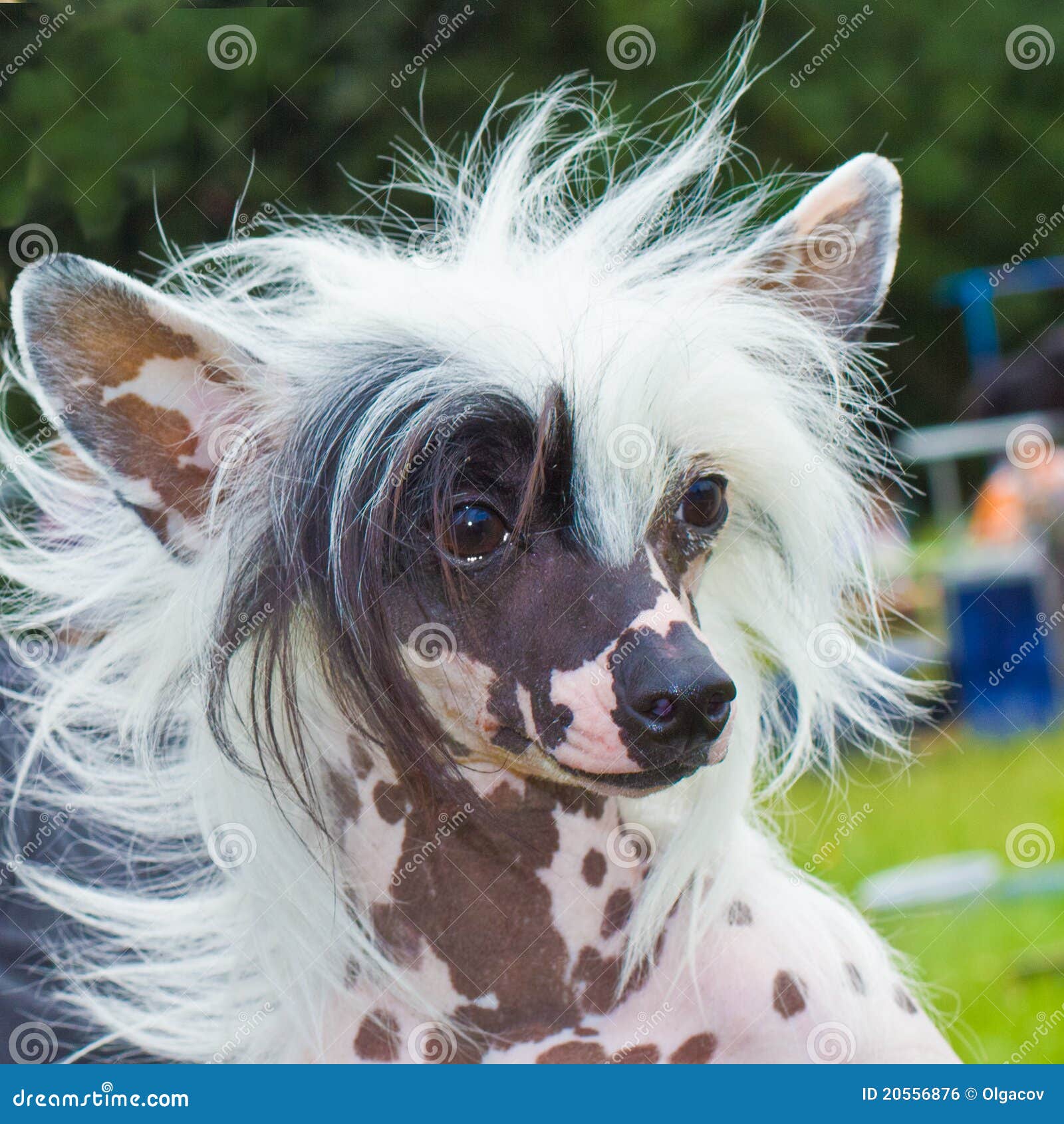 Chinese Kuif Het Rassenglimlachen Van De Hond Stock Foto - Image of ...