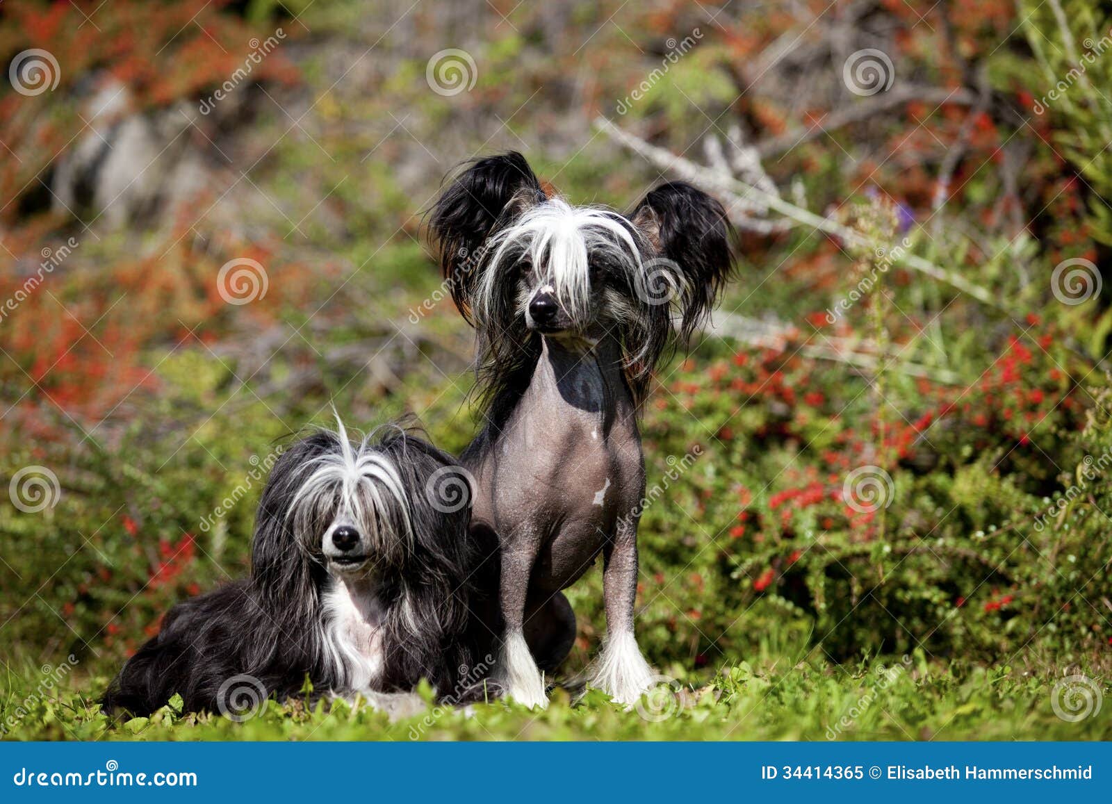 Chinese Kuif Kale En Poderpuff-Honden Stock Afbeelding - Image of ...