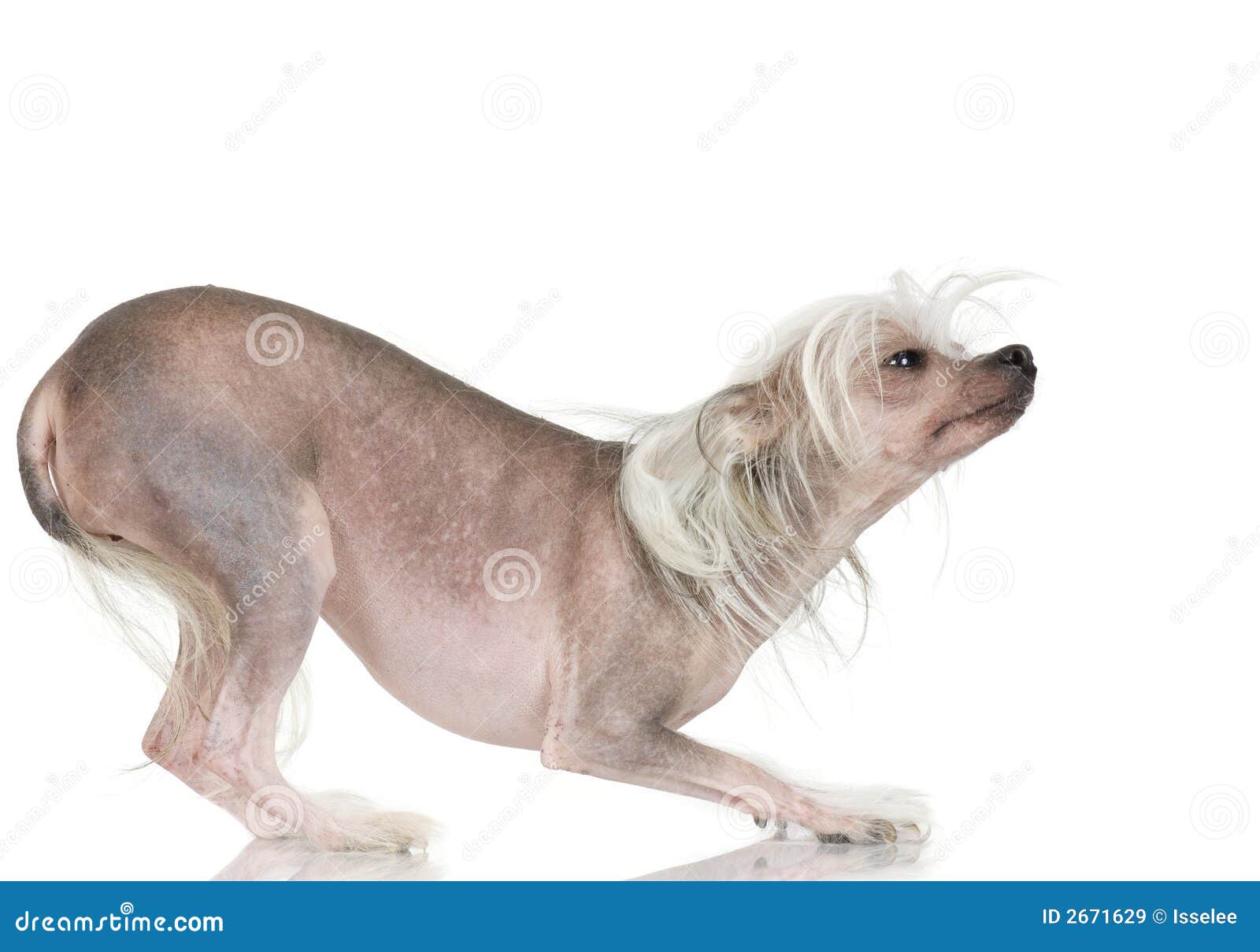 Chinese Kuif Kale Hond - stock afbeelding. Image of haarloos - 2671629