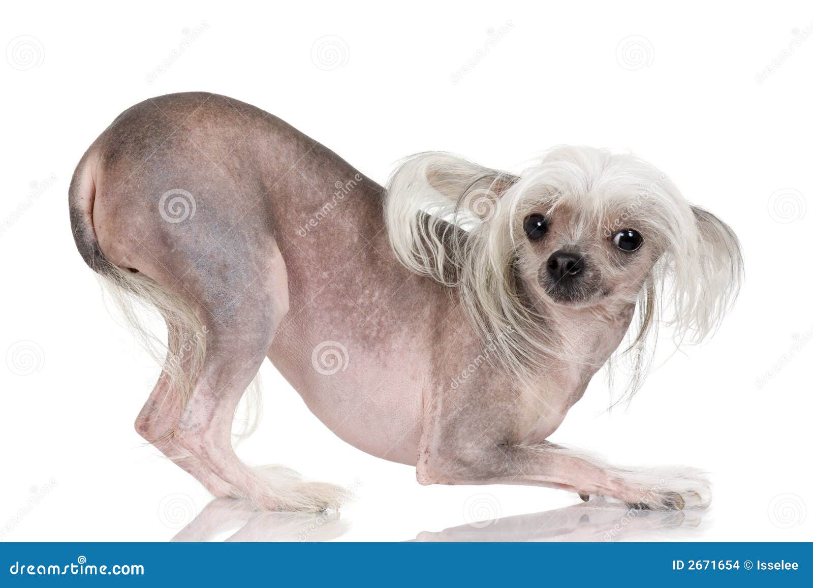 Chinese Kuif Kale Hond - stock foto. Image of rookwolk - 2671654