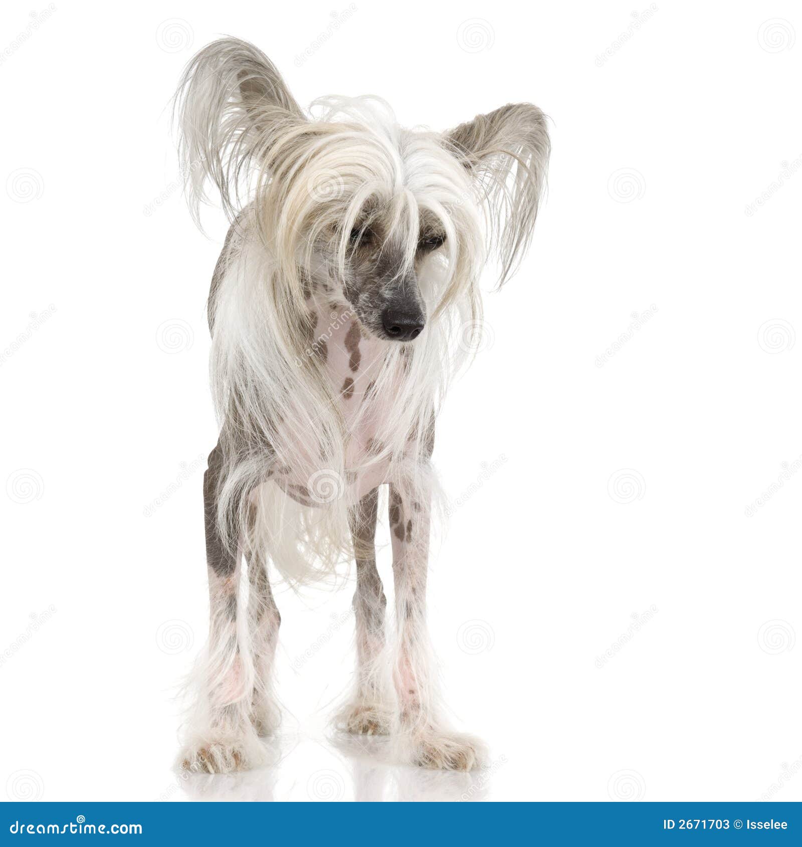 Chinese Kuif Kale Hond - stock afbeelding. Image of huisdier - 2671703