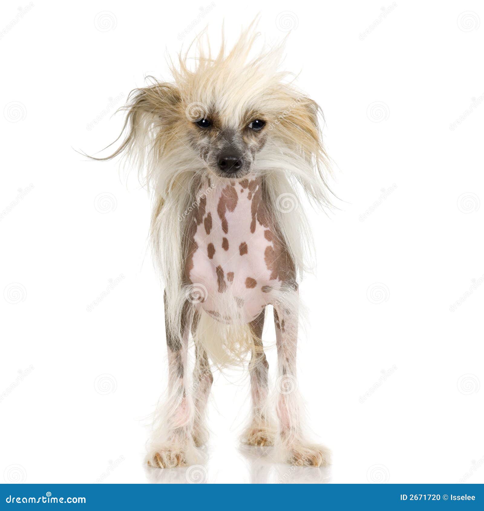 Chinese Kuif Kale Hond - stock foto. Image of chinees - 2671720