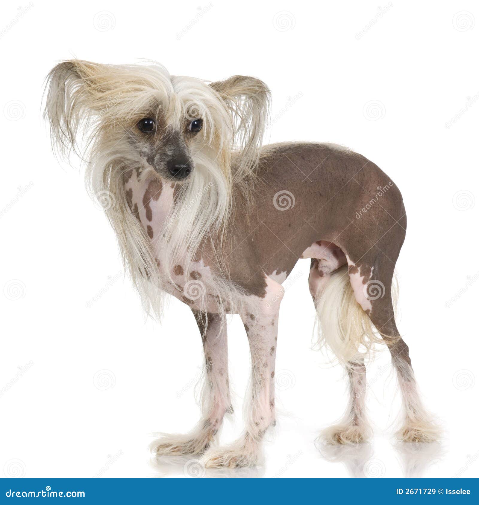 Chinese Kuif Kale Hond - stock afbeelding. Image of rasecht - 2671729