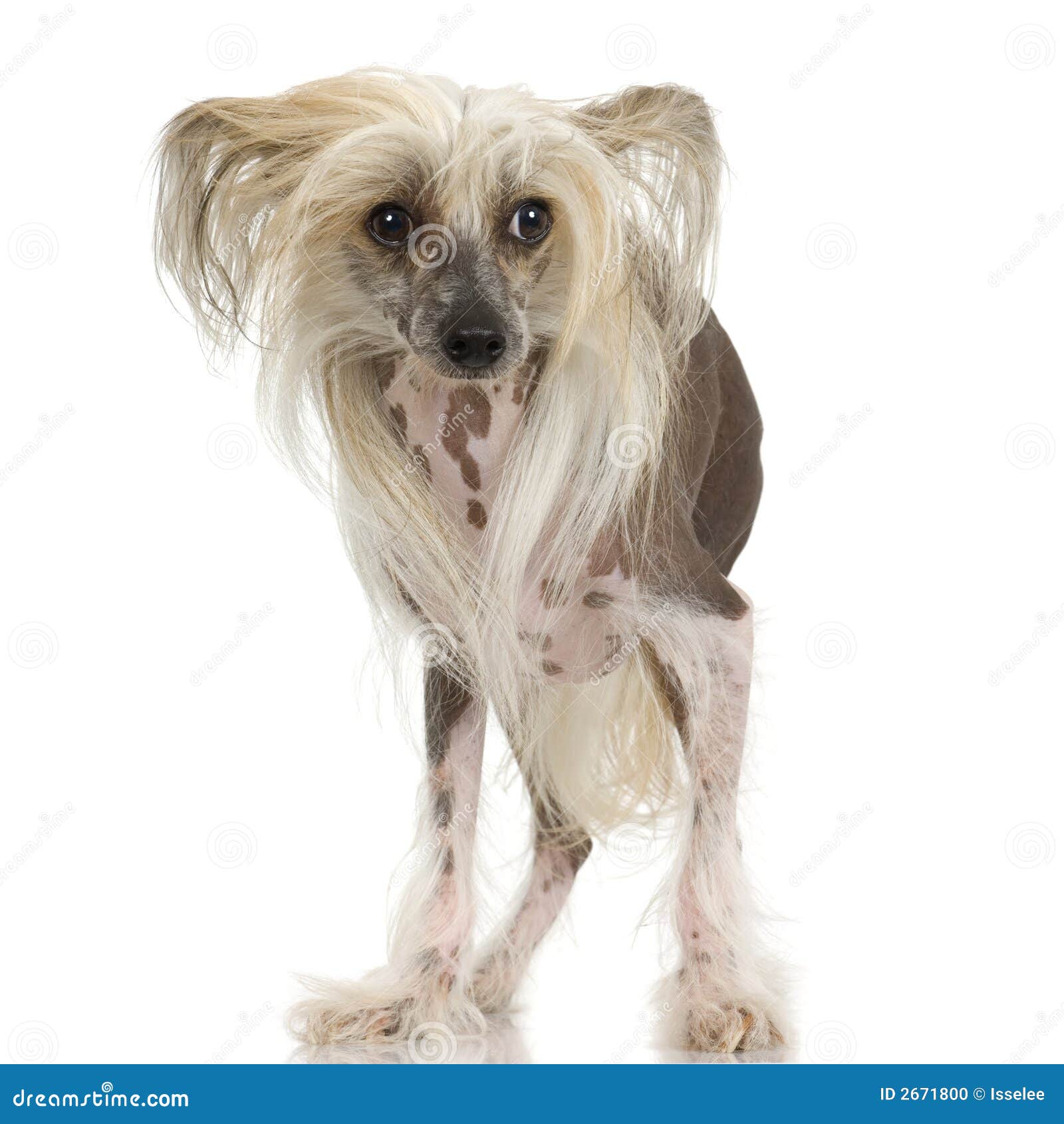 Chinese Kuif Kale Hond - Stock Foto - Beeld: 2671800