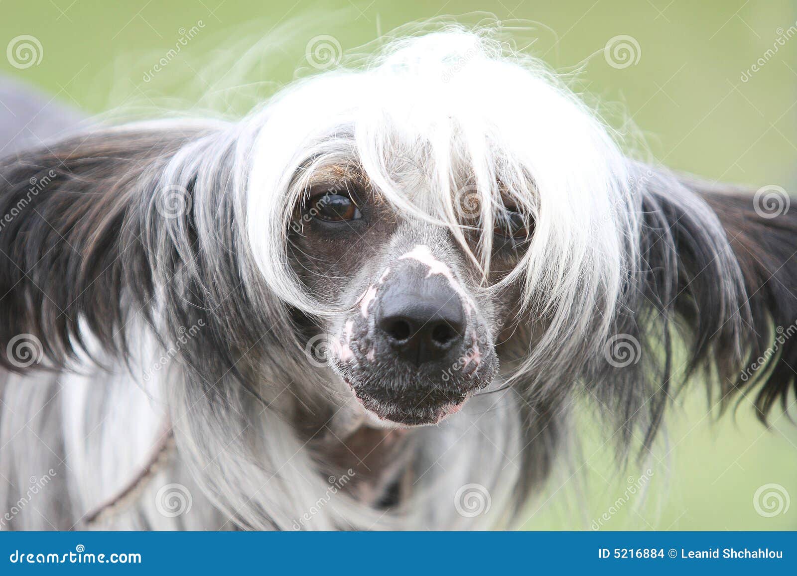 Chinese kuifhond Kale hond stock foto. Image of elegantie - 5216884